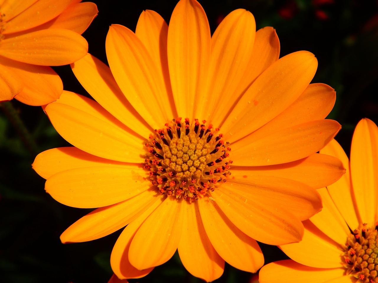 Fleur Souci Fermer - Photo gratuite sur Pixabay