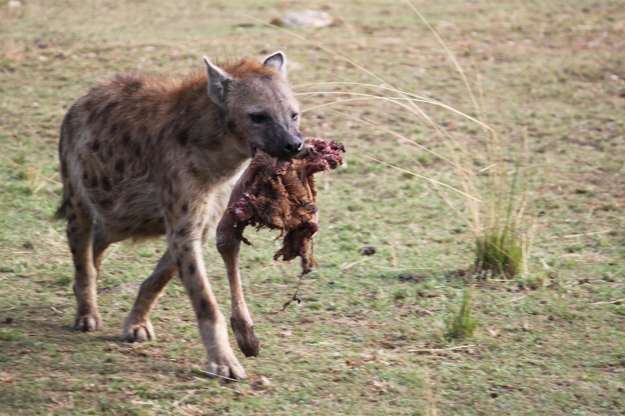 Africa Animal Serengeti - Fotografie gratuită pe Pixabay - Pixabay