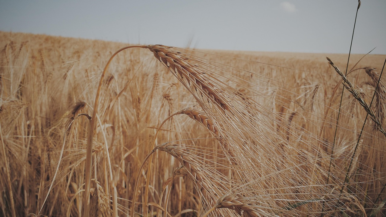Wheat Field Grain - Free photo on Pixabay - Pixabay
