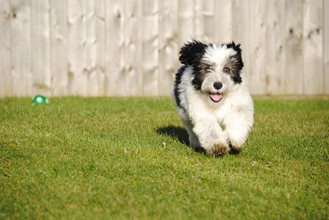 Perro Pastor Cachorro - Foto gratis en Pixabay - Pixabay