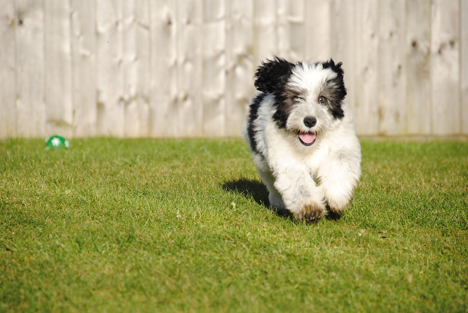 Dog Sheepdog Puppy - Free photo on Pixabay - Pixabay