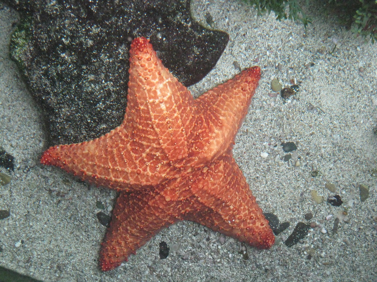 Star Sea Marine - Free photo on Pixabay - Pixabay