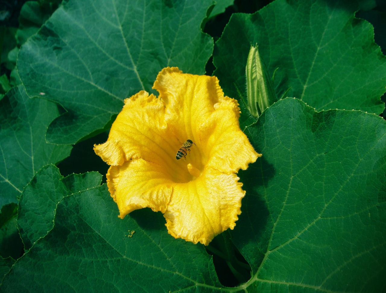 Labu Bunga Lebah - Foto gratis di Pixabay - Pixabay