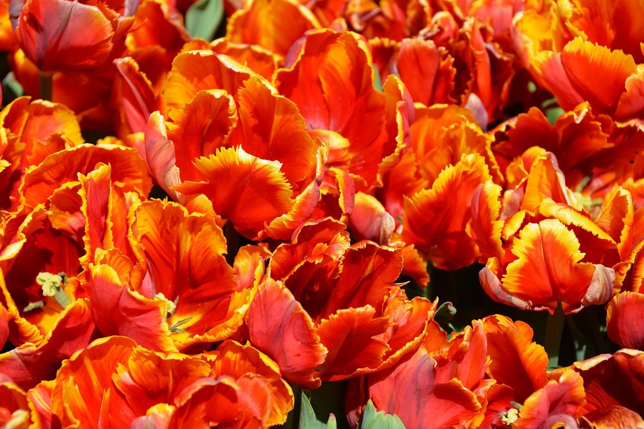 Tulips Spring Orange Tulip - Free photo on Pixabay - Pixabay