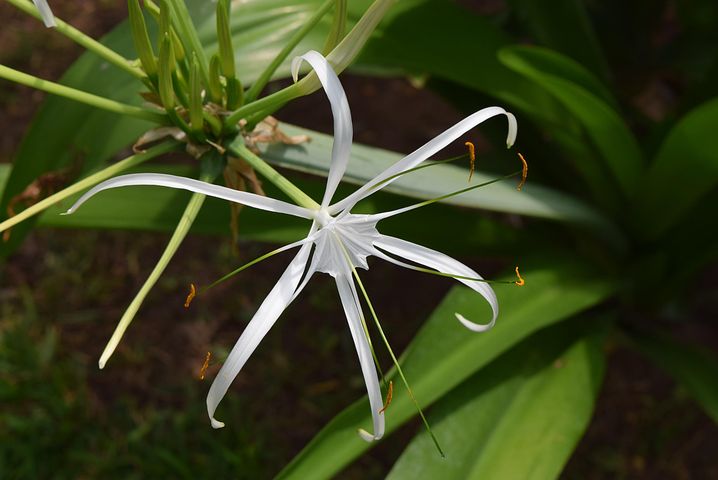 80+ Free Spider Lily & Plant Photos