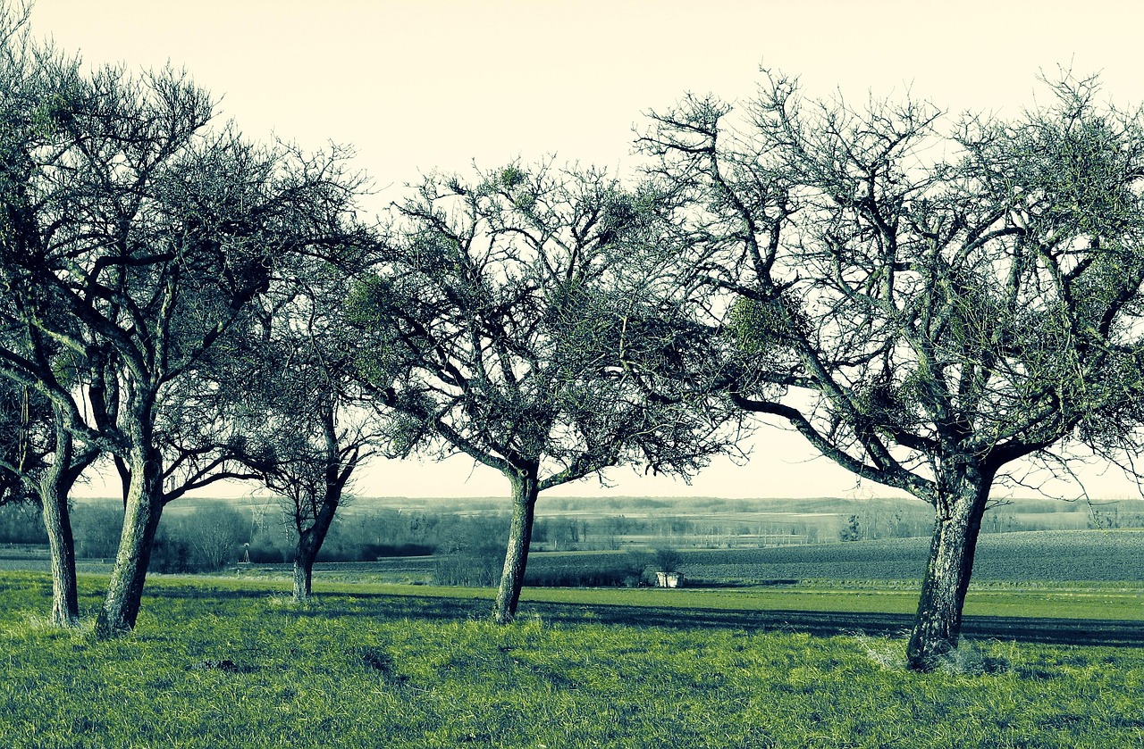 Pomar Árvore Natureza - Foto gratuita no Pixabay - Pixabay