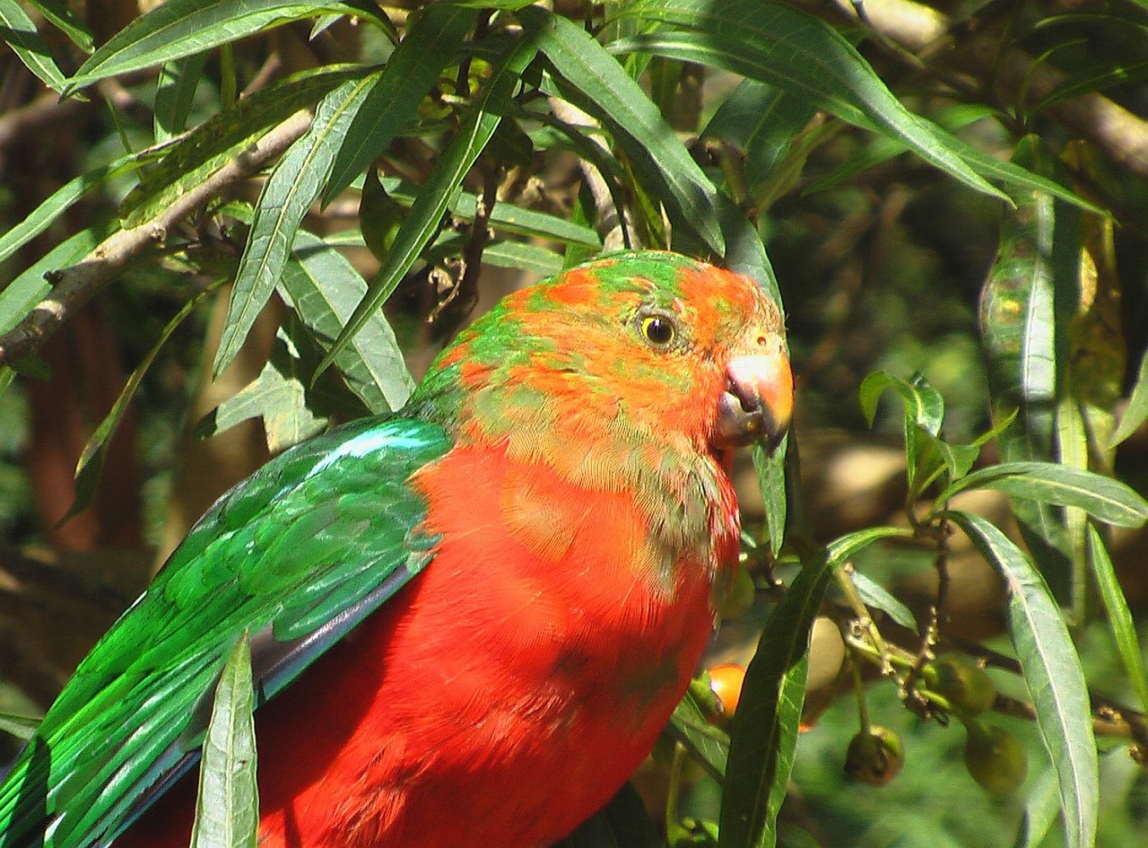 Australia Pájaro - Foto gratis en Pixabay - Pixabay