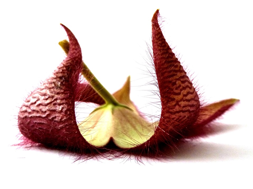 Stapelia Plant Flower - Free photo on Pixabay - Pixabay