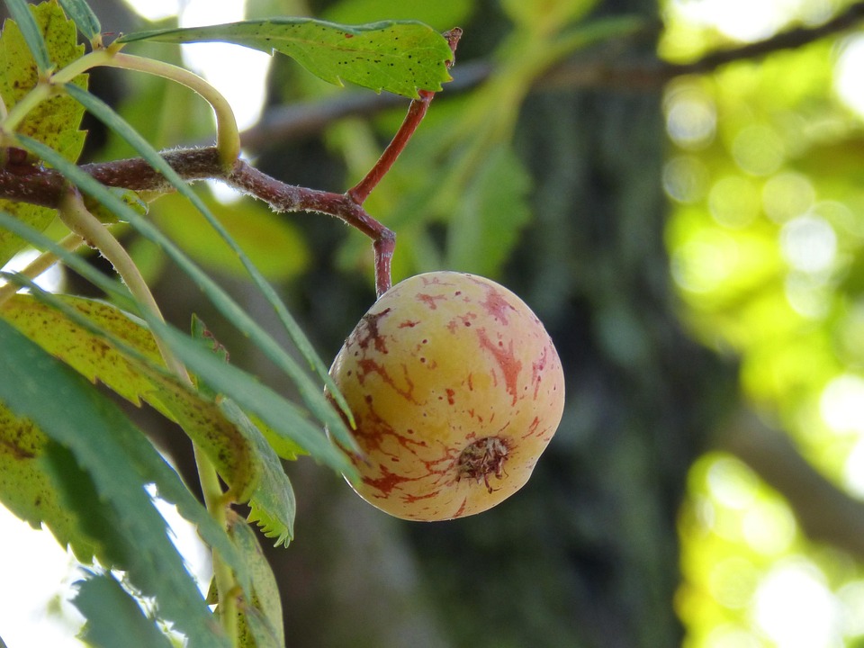 Mespilus Germanica Mispel Winter - Kostenloses Foto auf Pixabay - Pixabay