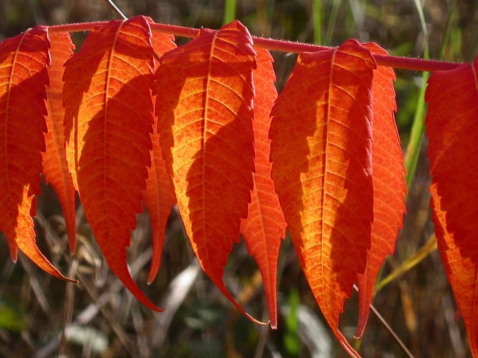 Fall Leaves Autumn - Free photo on Pixabay - Pixabay