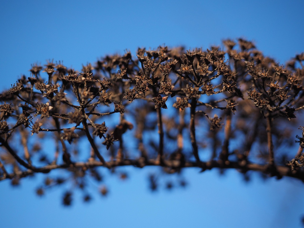 Arbusto Ornamental Marchito Seco - Foto gratis en Pixabay - Pixabay