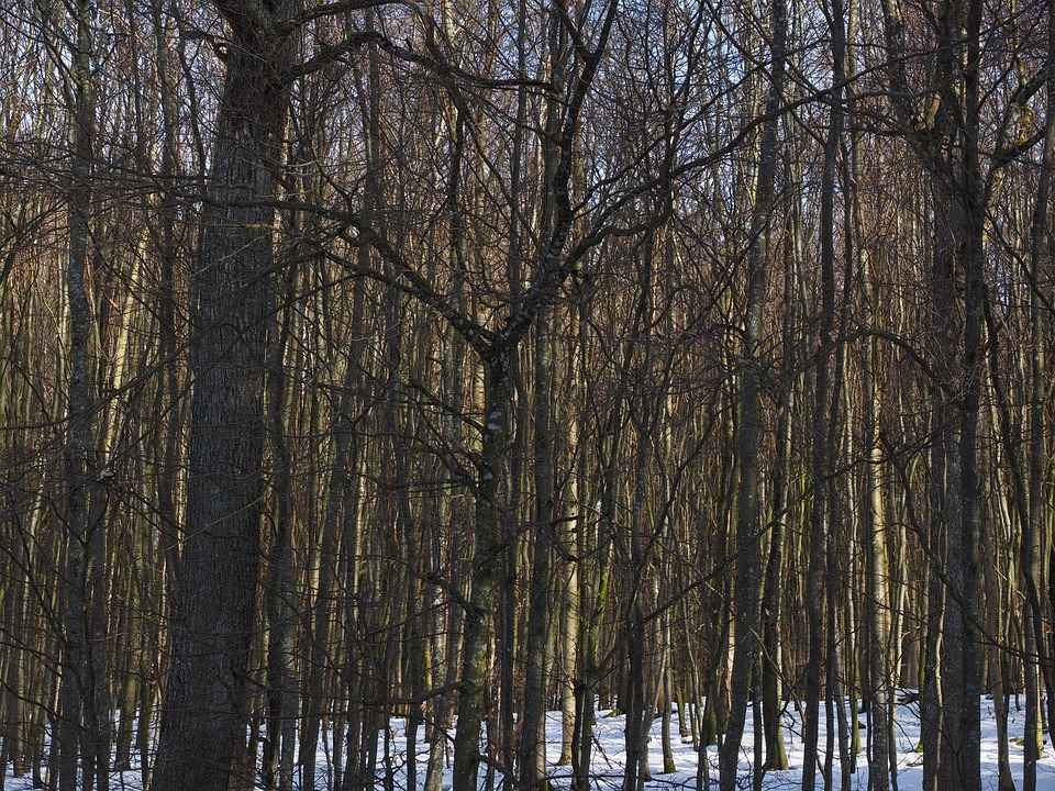 Skog Träd - Gratis foto på Pixabay - Pixabay
