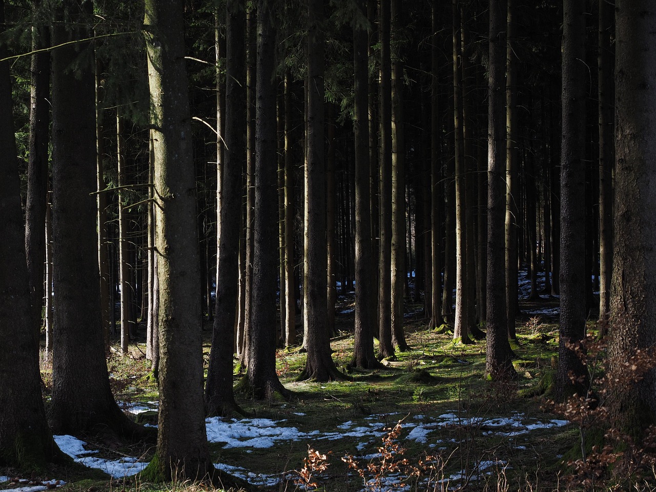 Bosque Árboles Troncos De - Foto gratis en Pixabay - Pixabay