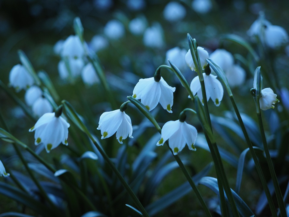 Märzenbecher Flower Blossoms - Free photo on Pixabay