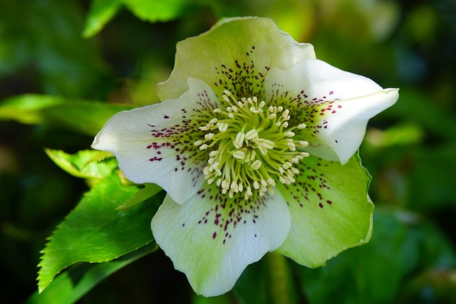 100+ kostenlose Schneerosen und Christrose-Bilder - Pixabay