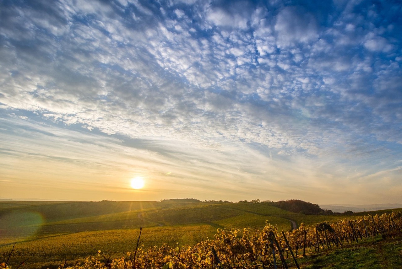 Landscape Heaven Vineyards - Free photo on Pixabay - Pixabay