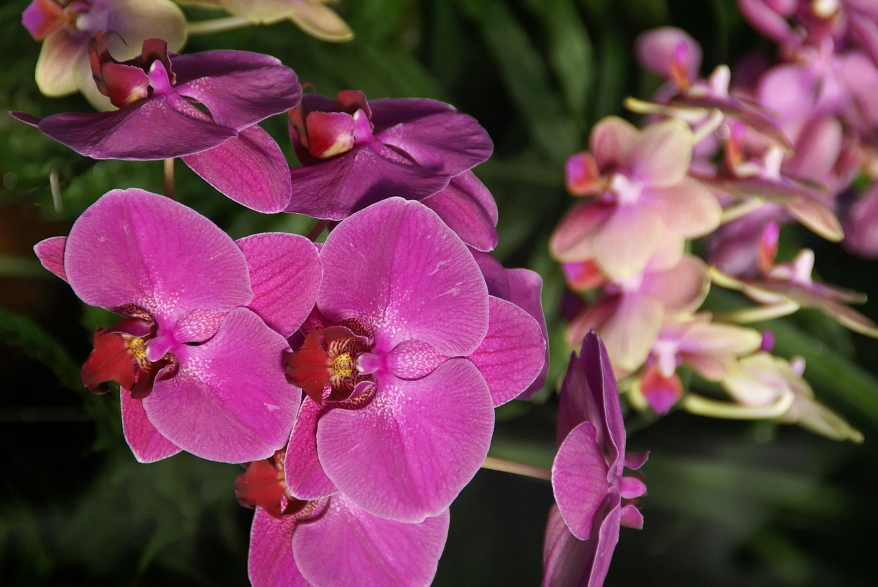 Bunga Anggrek Mekar - Foto gratis di Pixabay - Pixabay