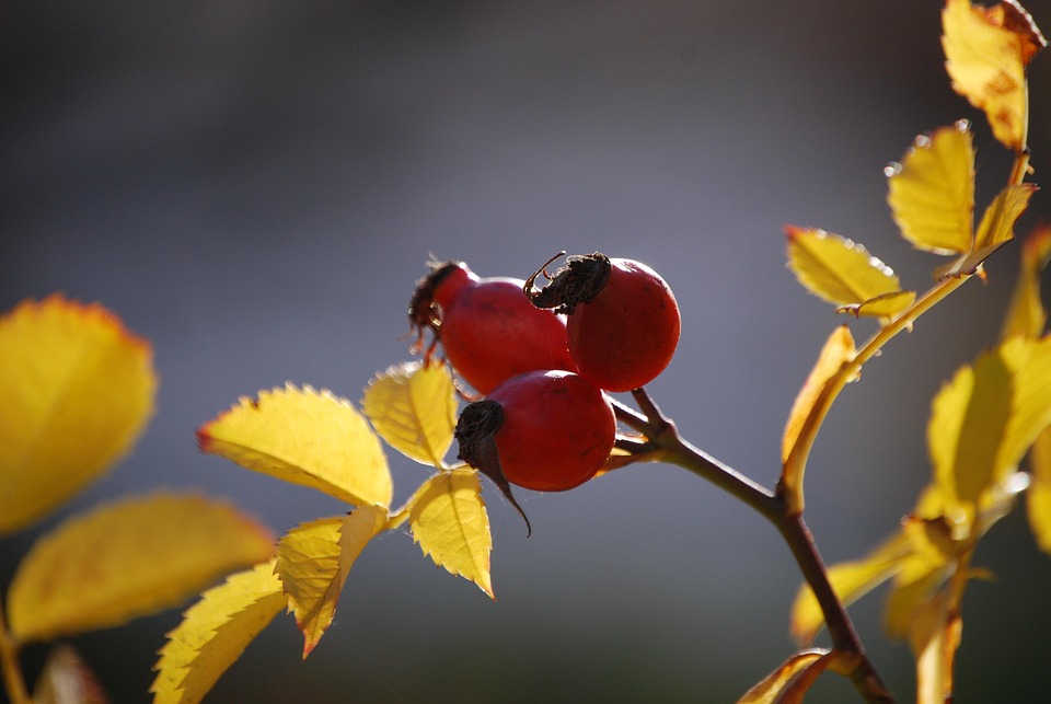 Rose Hip Fall Autumn - Free photo on Pixabay