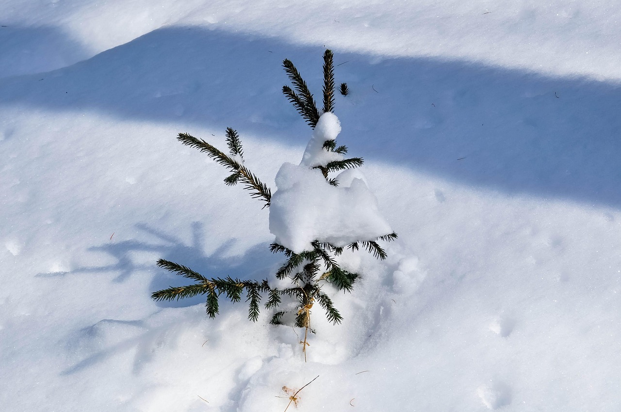 80,000+ Free Heavy Snow & Snow Images - Pixabay