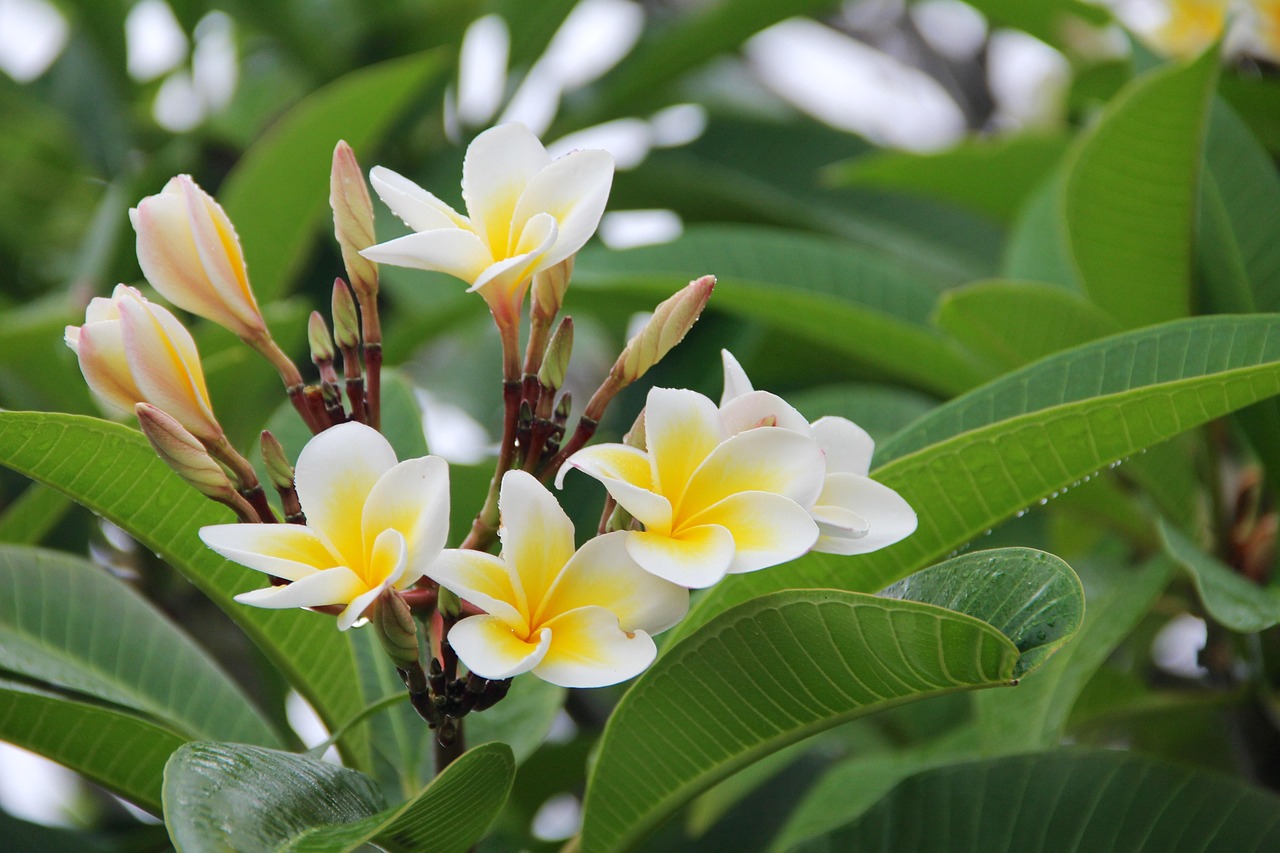 400,000+ Free Frangipani Flower & Frangipani Images - Pixabay