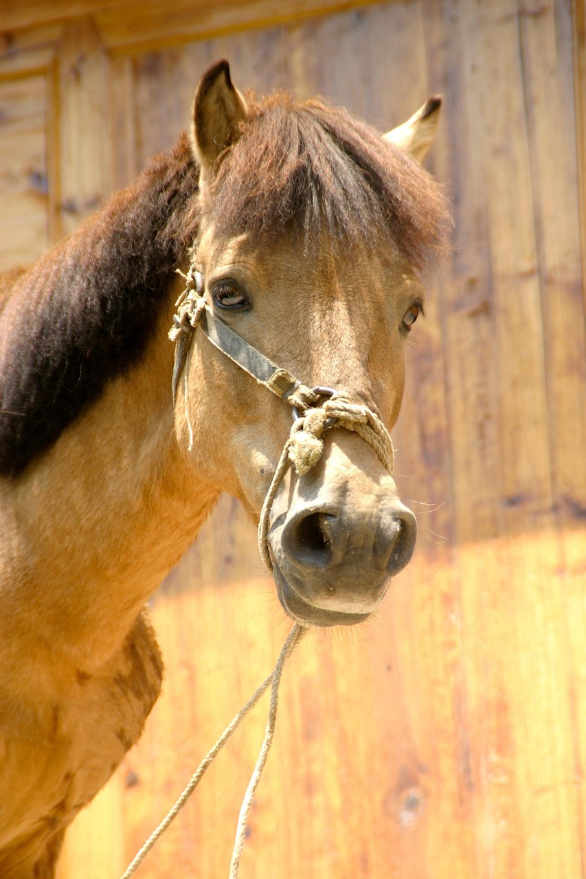40+ Free Gauls & Horse Photos - Pixabay