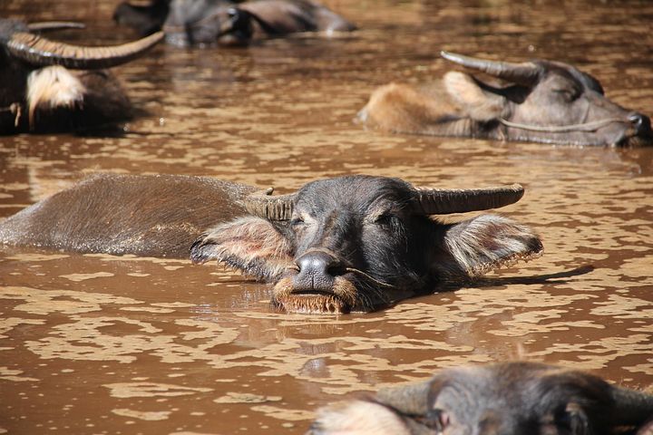 100+ Free Water Buffalo & Buffalo Images