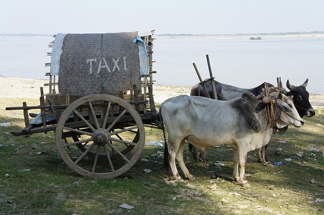 Taxi Bovine Carts - Free photo on Pixabay