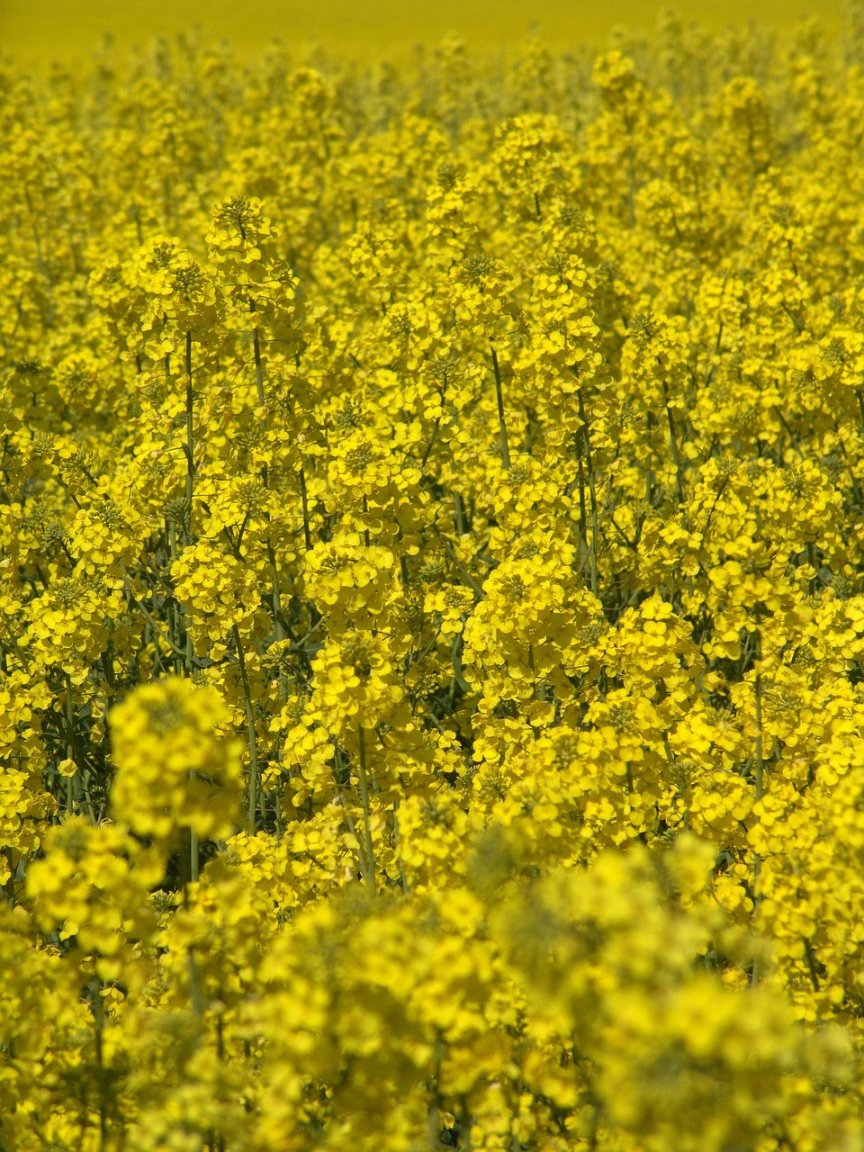 Oilseed Rape Field Harvest - Free photo on Pixabay - Pixabay
