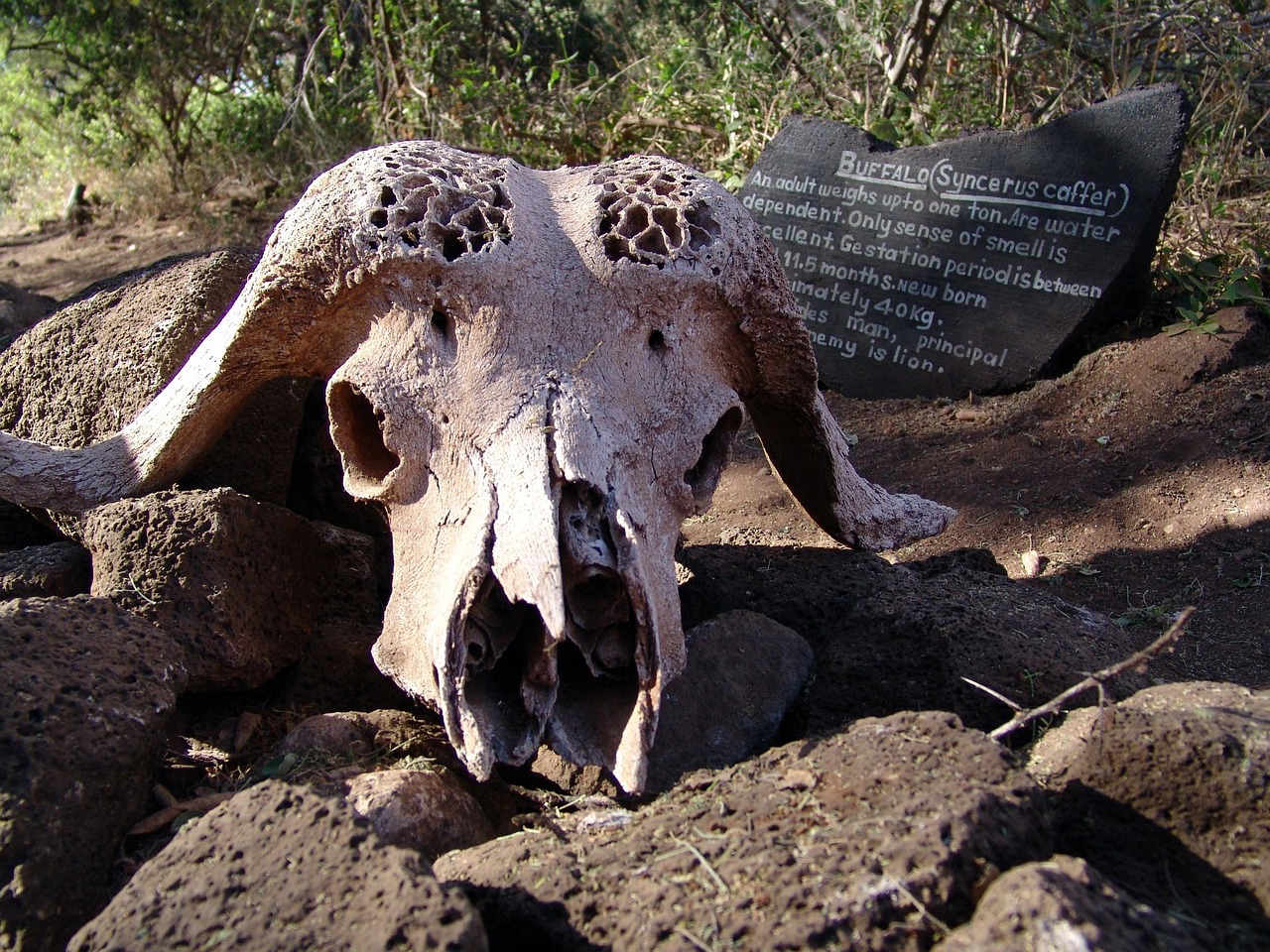 10,000+ Free Cow Skull & Skull Images - Pixabay