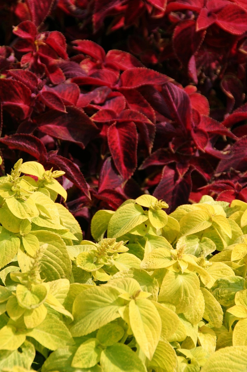 Bunga-Bunga Merah Kuning Untuk - Foto gratis di Pixabay - Pixabay