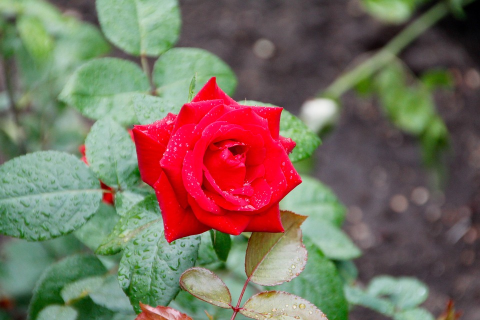 Des Roses Autruche Mariage - Photo gratuite sur Pixabay - Pixabay