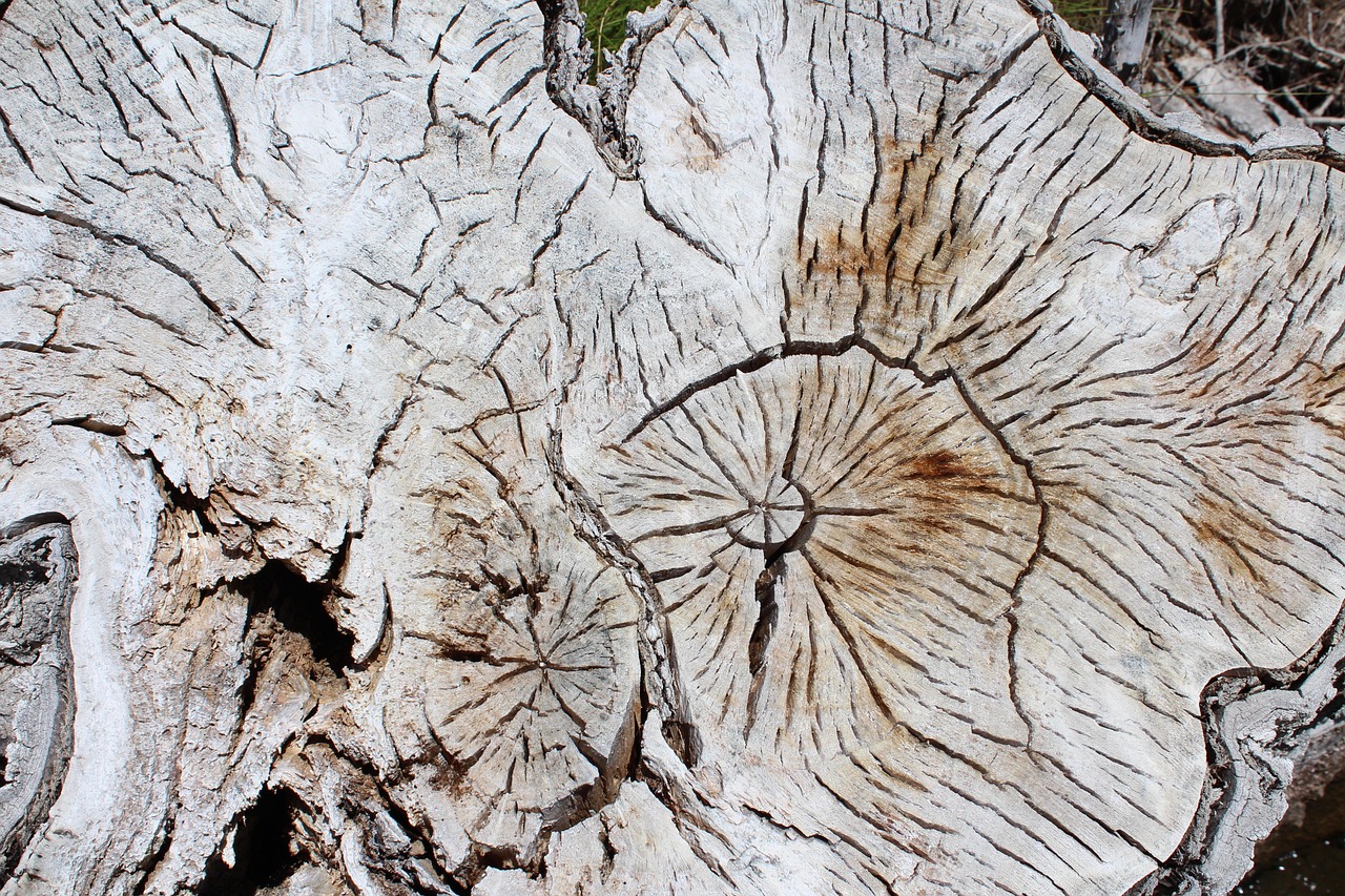 Bois Texture Naturel - Photo gratuite sur Pixabay - Pixabay