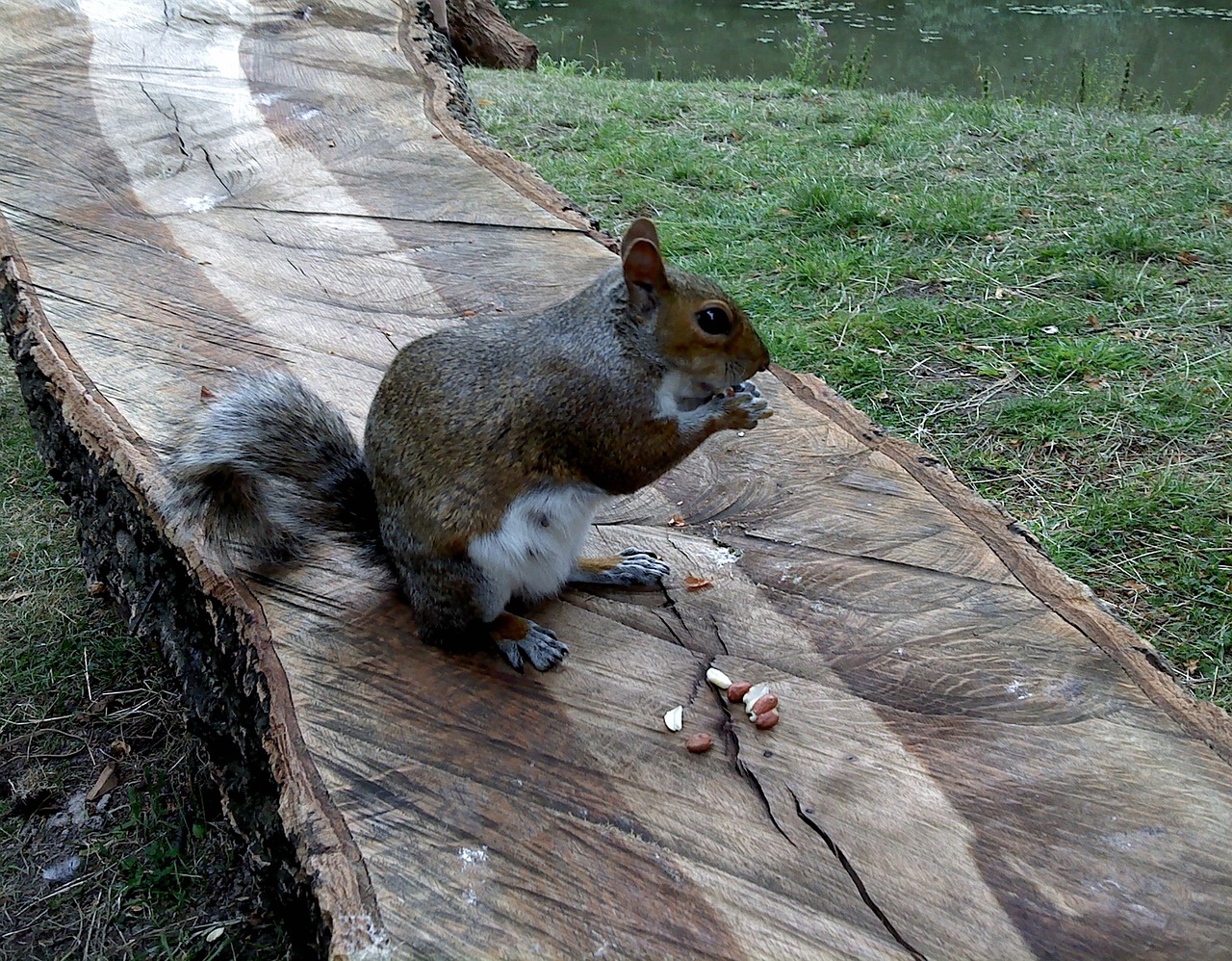 Ardilla Naturaleza Parque - Foto gratis en Pixabay - Pixabay