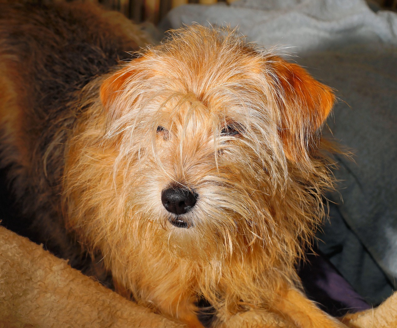 Perro Animal Domestico Híbrido - Foto gratis en Pixabay - Pixabay