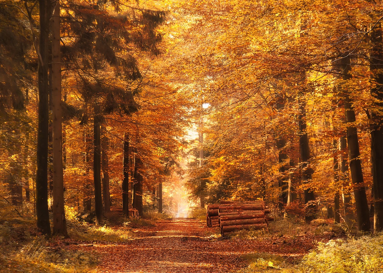 Forest Path Autumn Fall Leaves Free Photo On Pixabay Forest Path Autumn Fall Leaves Free Photo On Pixabay
