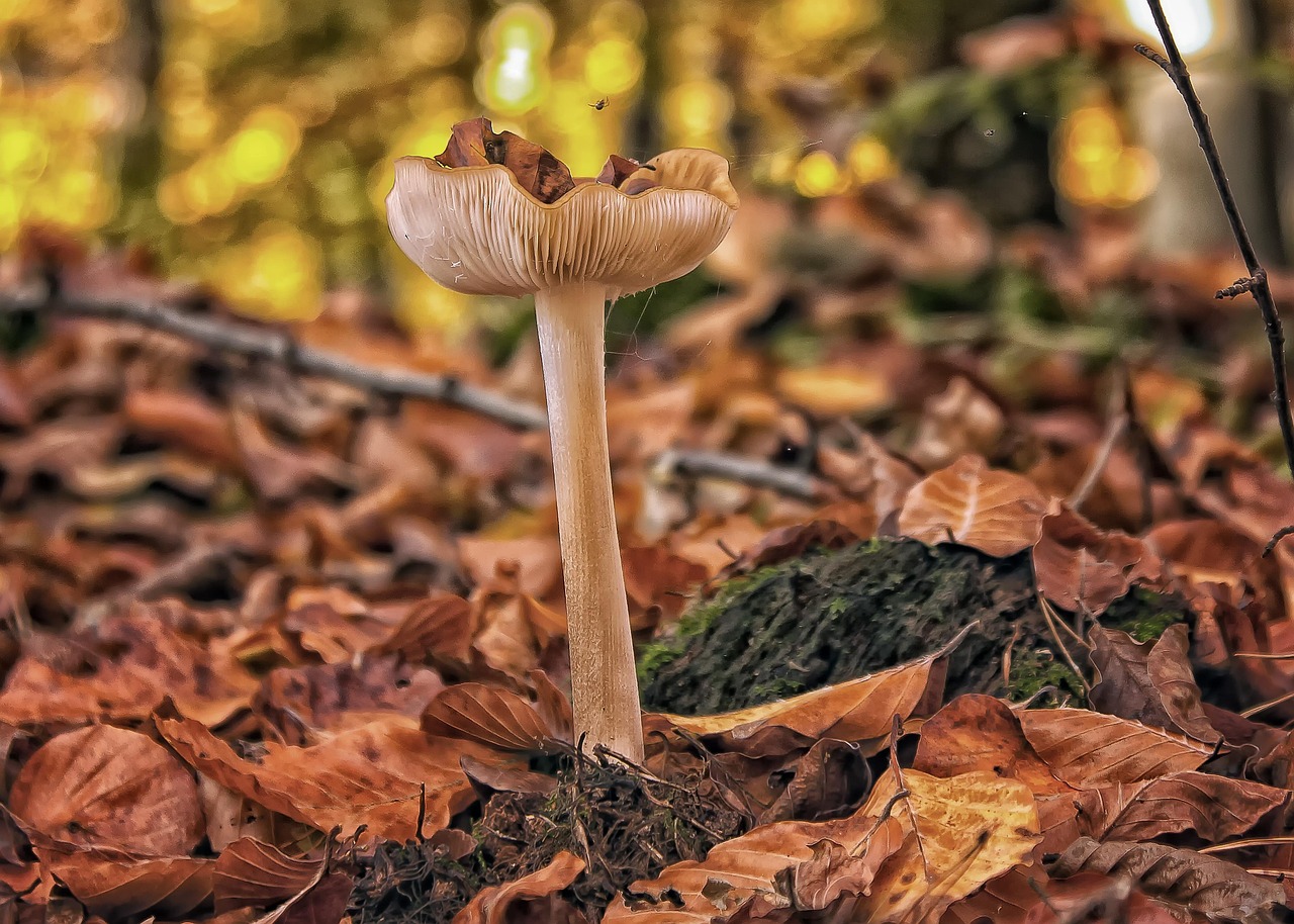 Mushrooms Forest Fall - Free photo on Pixabay - Pixabay