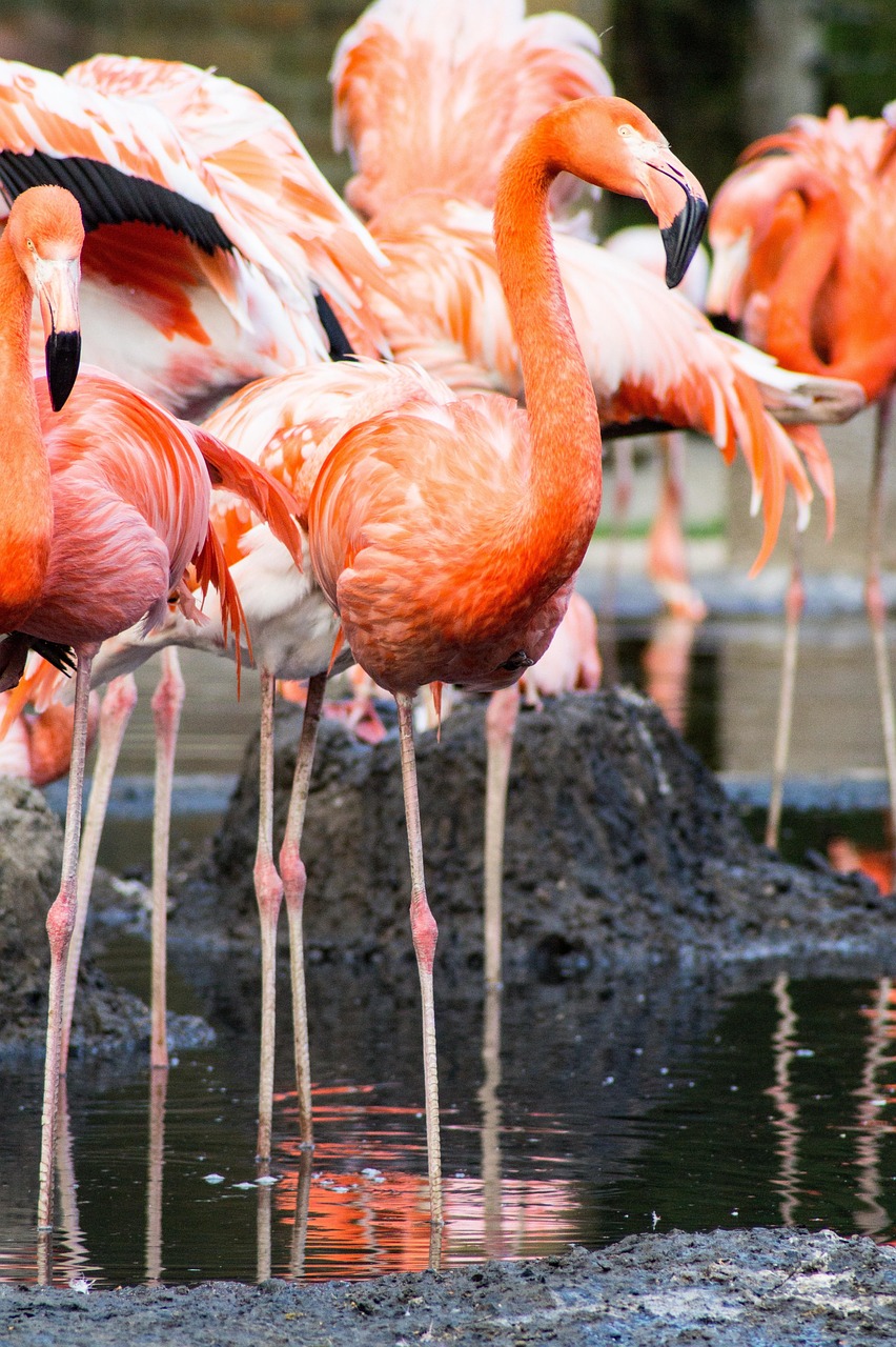 Zoo Nature Flamingo - Free photo on Pixabay