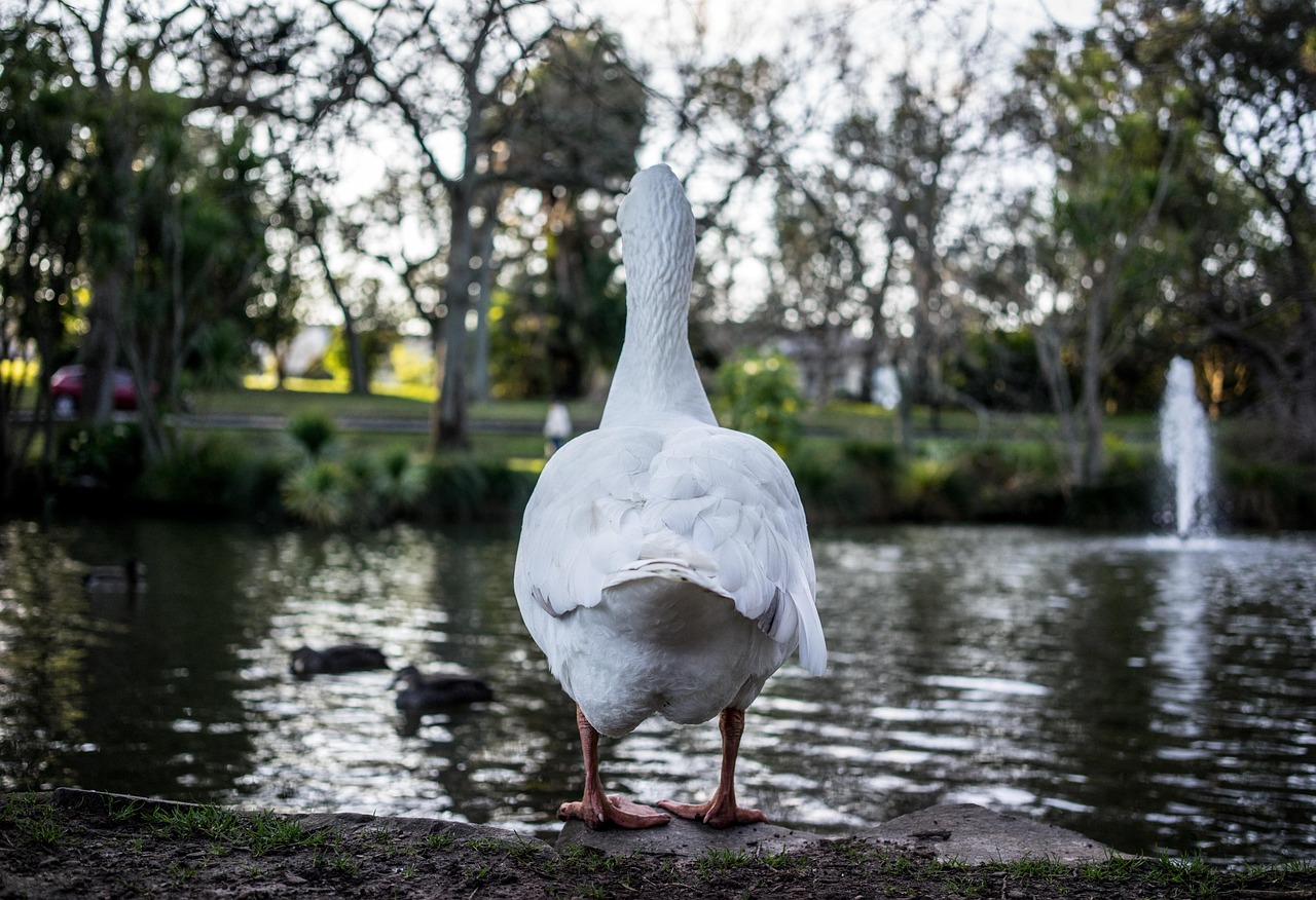 Goose Duck Animal - Free photo on Pixabay
