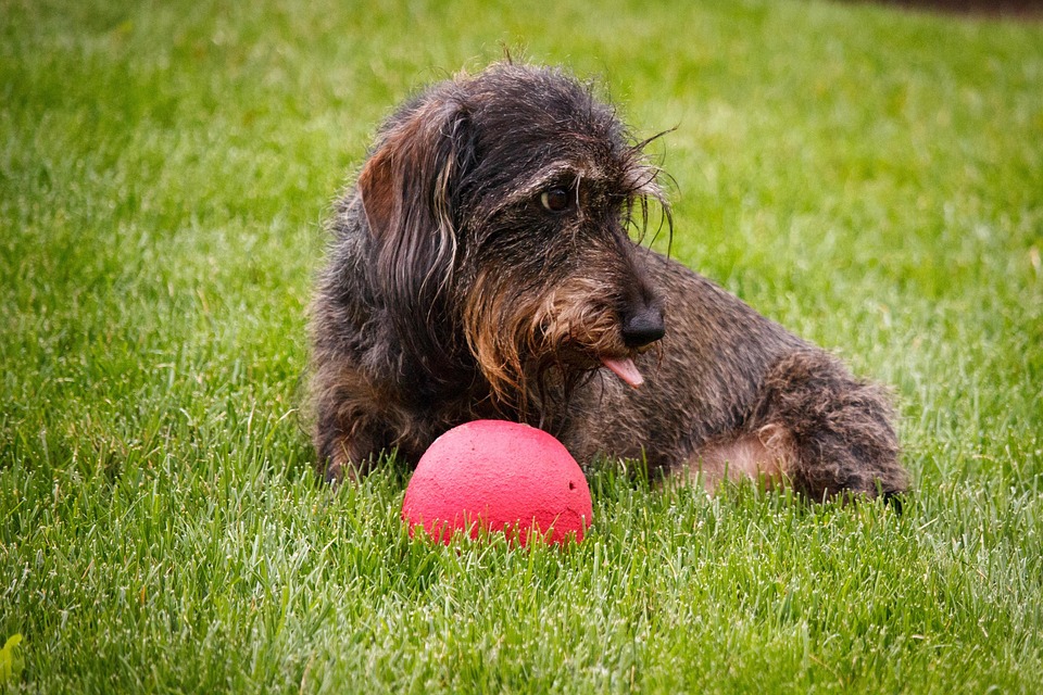 Hund Tax Boll - Gratis foto på Pixabay - Pixabay