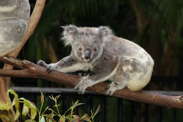 Australia Koala Zoo - Free photo on Pixabay