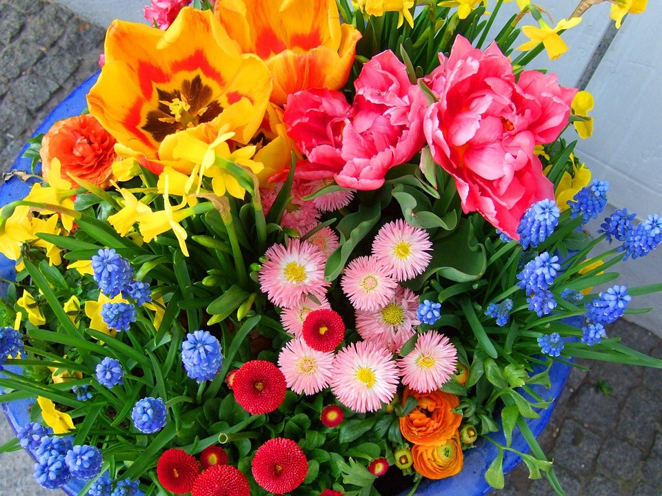 Blumen Frühling Bunt - Kostenloses Foto auf Pixabay - Pixabay
