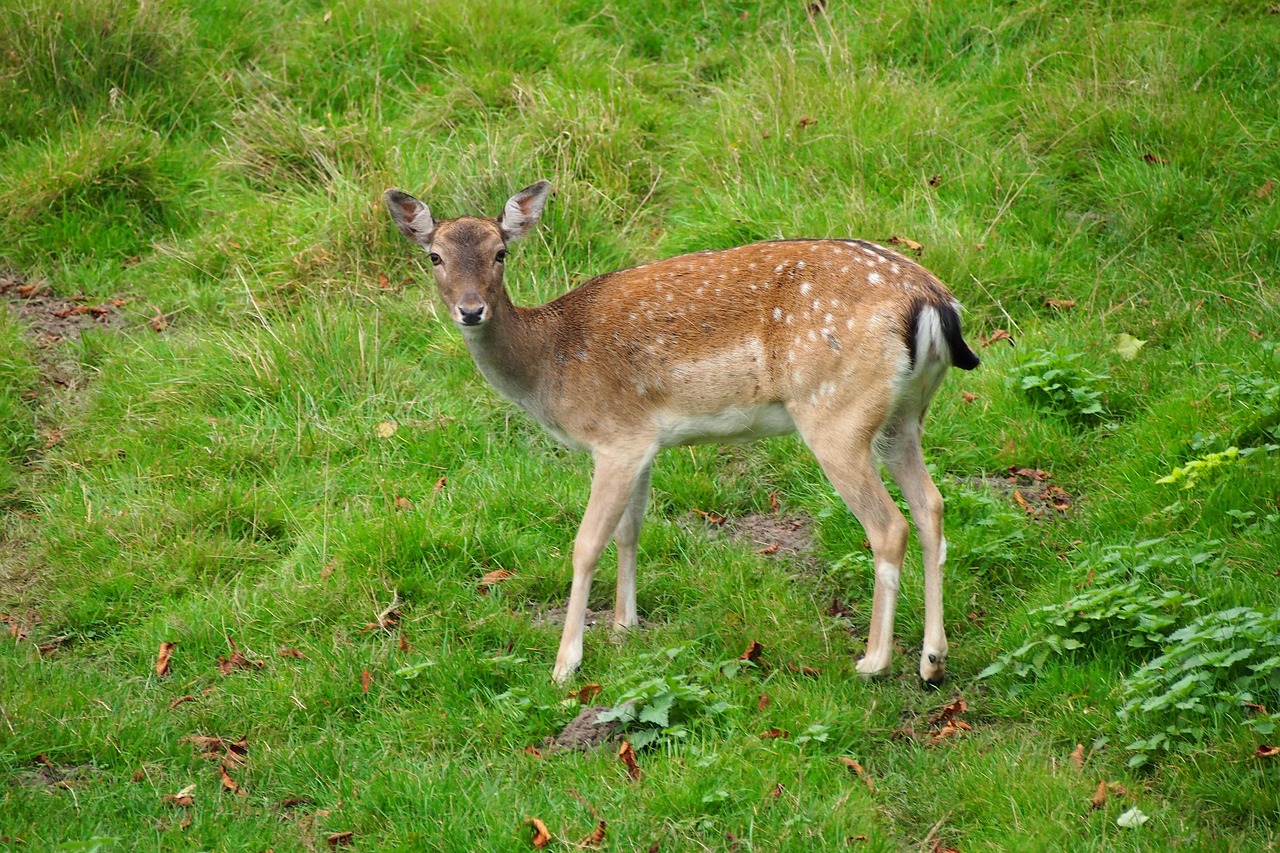 Natureza Cervo Animais - Foto gratuita no Pixabay - Pixabay