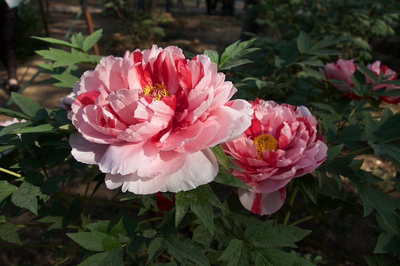 3,000+ Free Peonies & Peony Images - Pixabay