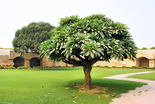 India Tomb Tree - Free photo on Pixabay - Pixabay