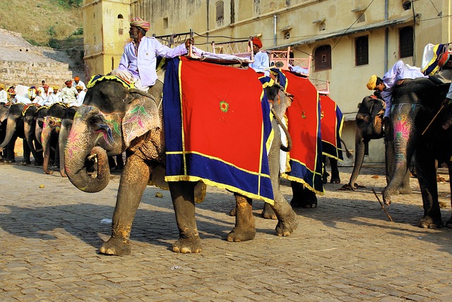 India Amber Elephant - Free photo on Pixabay - Pixabay