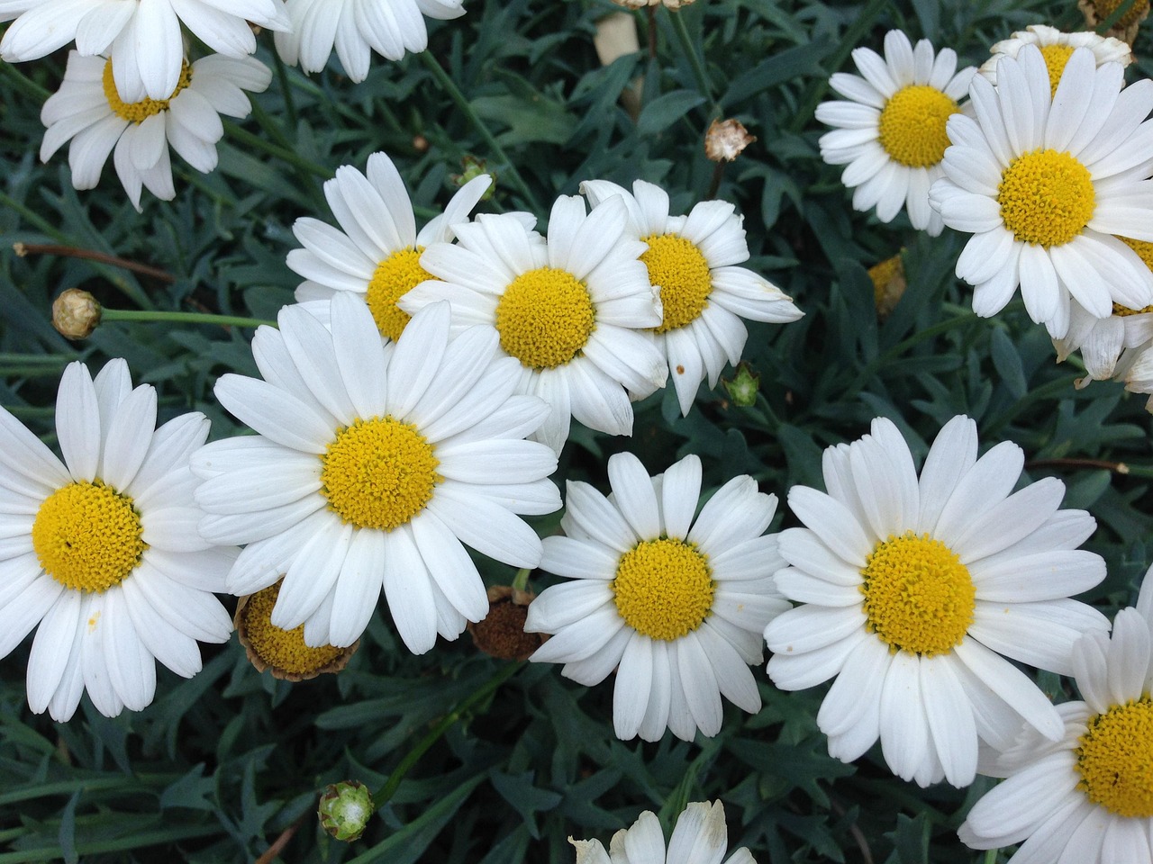 Flor Verão Margaridas Plantas De - Foto gratuita no Pixabay - Pixabay