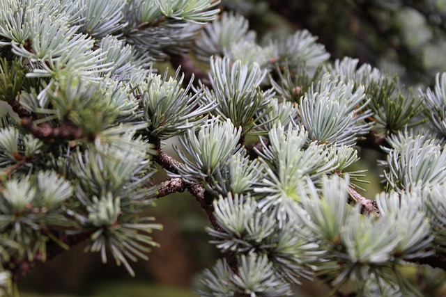 Hijau Abadi Pohon Pinus Daun - Foto gratis di Pixabay - Pixabay