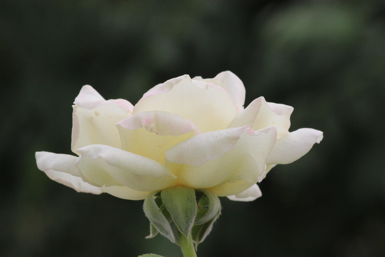 Rose Blanche Fleur - Photo gratuite sur Pixabay - Pixabay