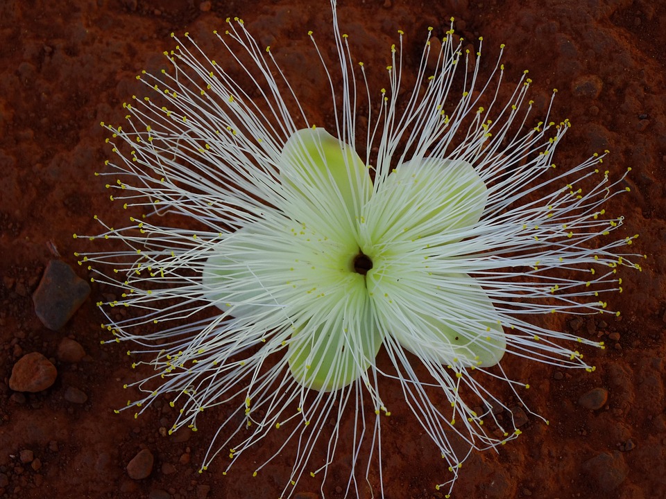 Pequi Flower Flowers Peki White - Free photo on Pixabay
