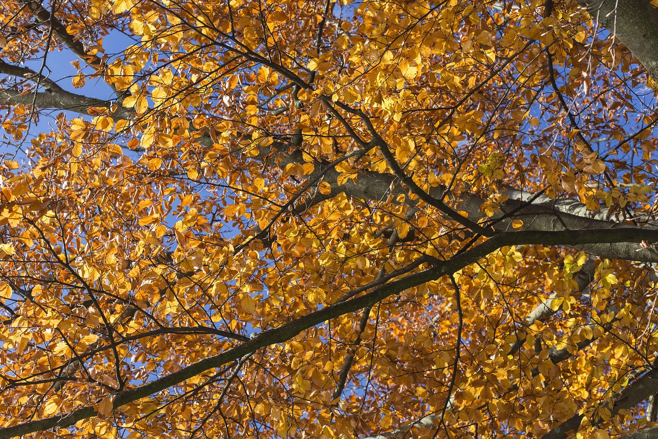 Fall Late Autumn Leaves - Free photo on Pixabay
